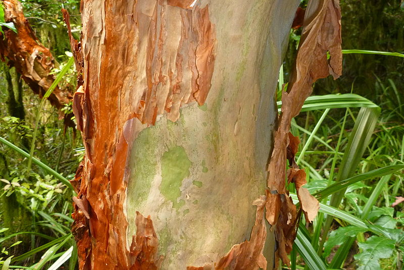 Peeling Bark What Does It Mean T G Tree Services Peeling Bark What Does It Mean T G Tree Services